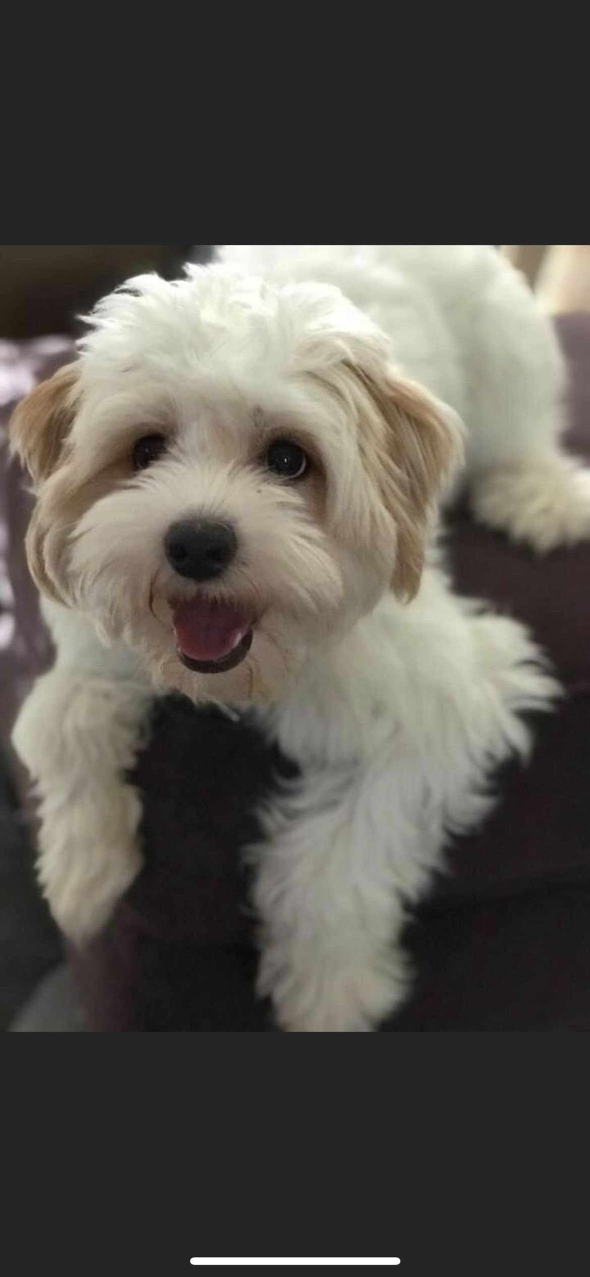 Engaging stories of successful rescue dog adoptions | MadameStitch