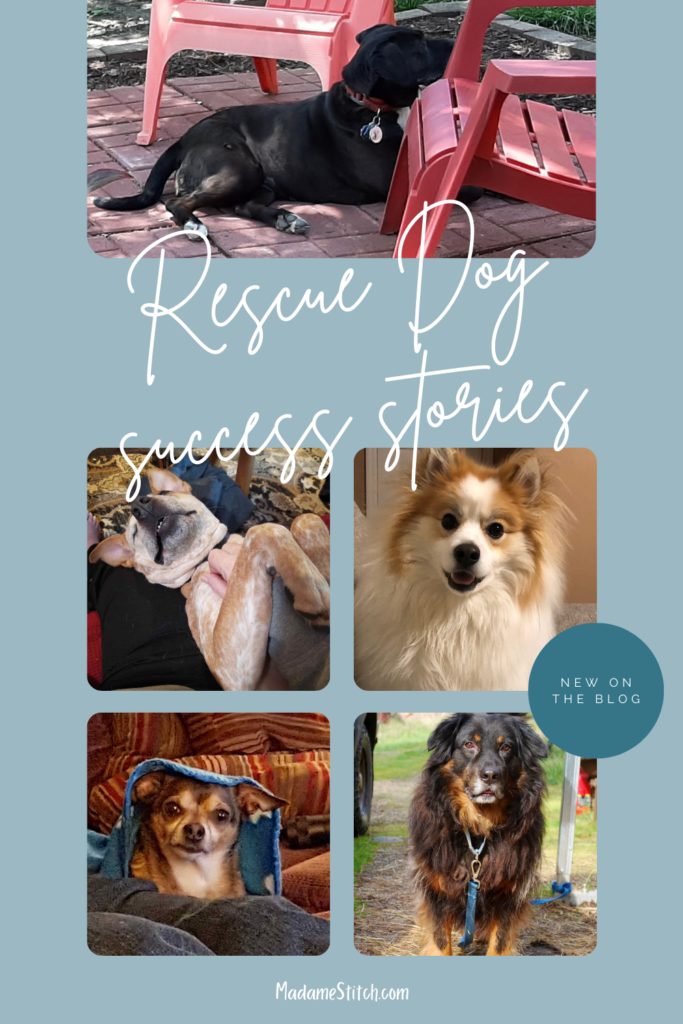 Engaging stories of successful rescue dog adoptions | MadameStitch